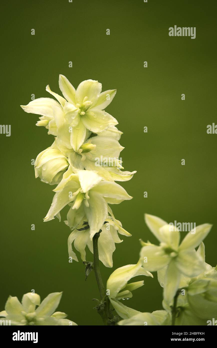 Bud adams hi-res stock photography and images - Alamy