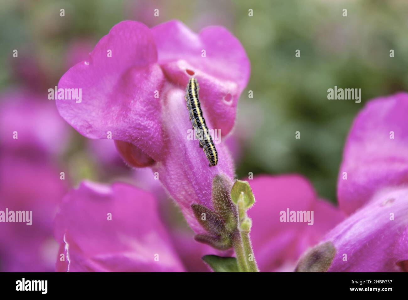 Pink caterpillar hi-res stock photography and images - Alamy