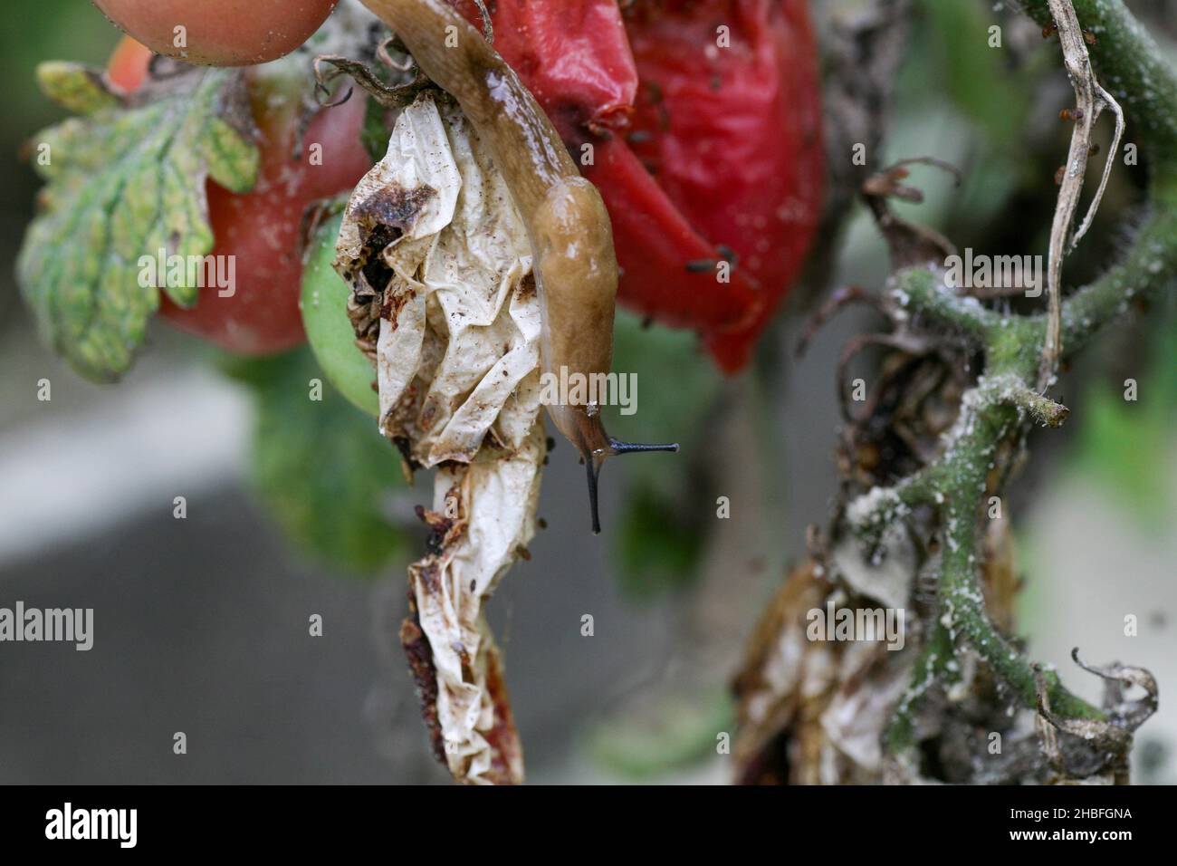 A closeup of a slug tomato pest on a fresh garden . Insects destroy ...