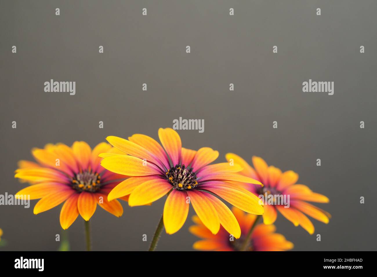 A closeup shot of the beautiful Calendula flowers blossom on isolated ...