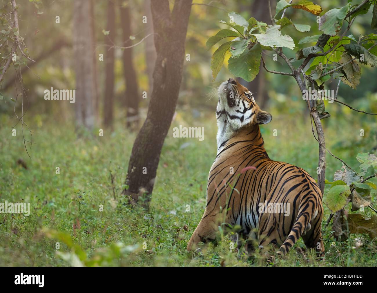 A bright summer day in the woods with a cute tiger sniffing at lush ...