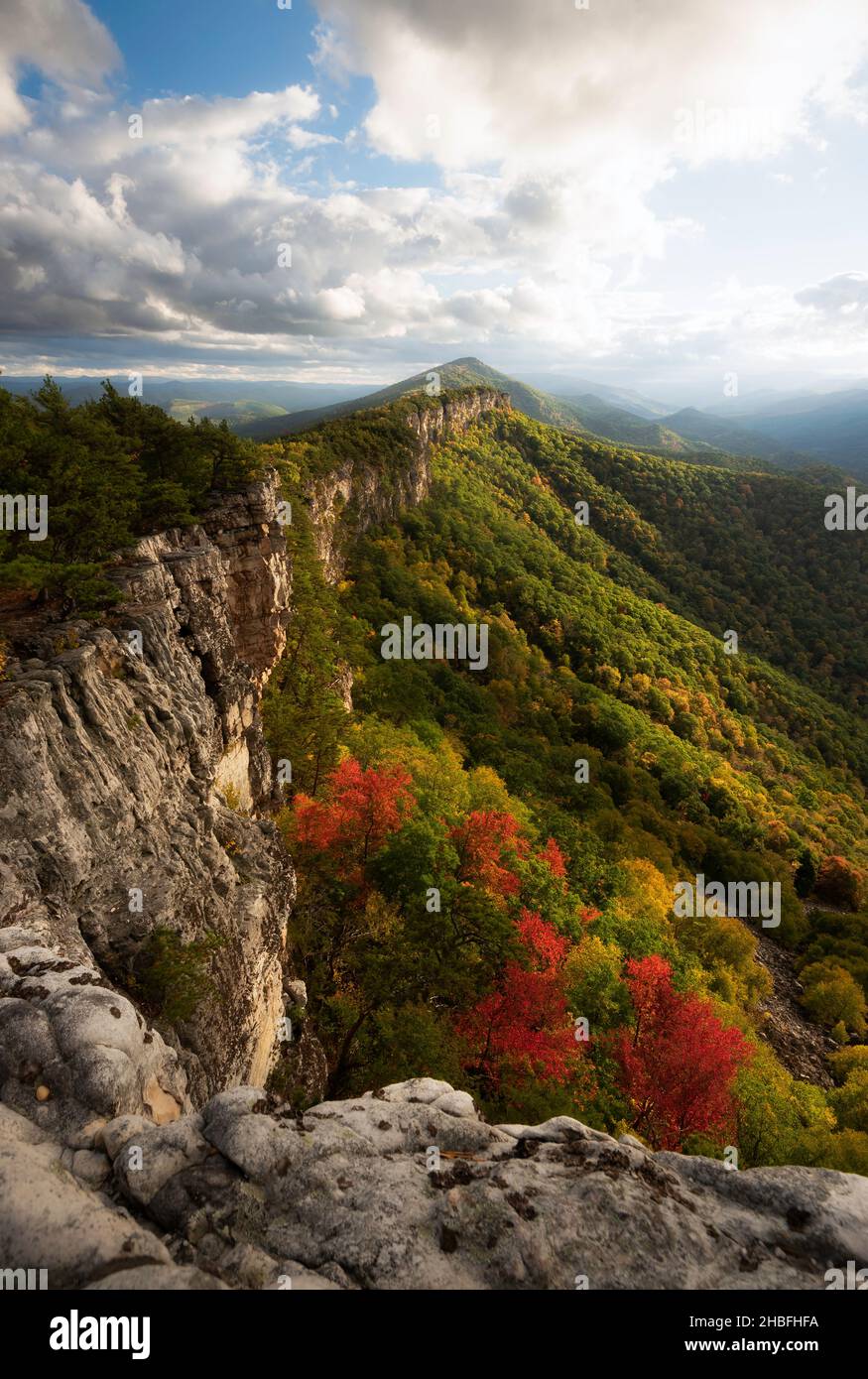 Incredible late afternoon light illuminating some Autumn foliage along ...