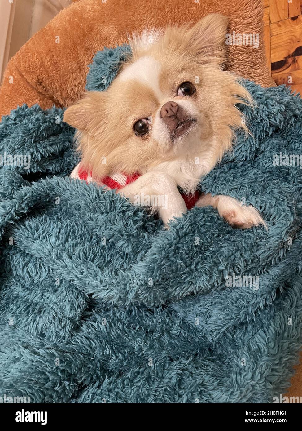 A close up shot of a small and cute chihuahua dog laying and covered ...