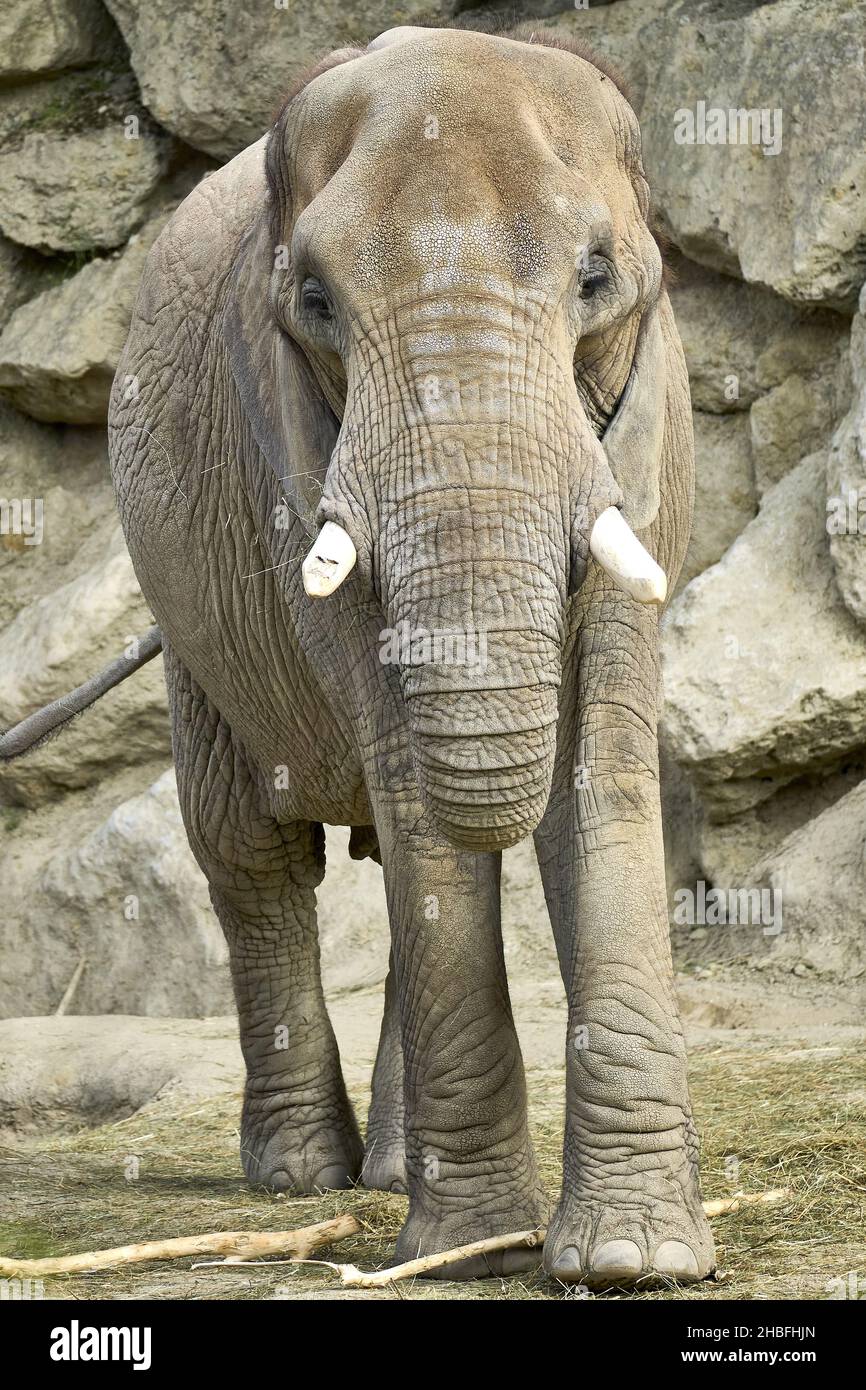 Elephant in zoo habitat hi-res stock photography and images - Alamy