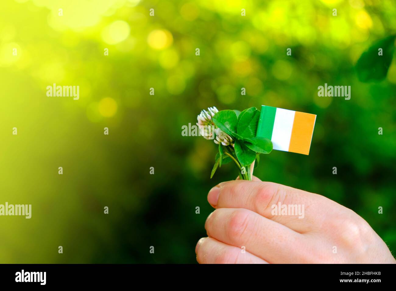 Saint Patrick festive background.clover leaf in the hand of a man in a ...