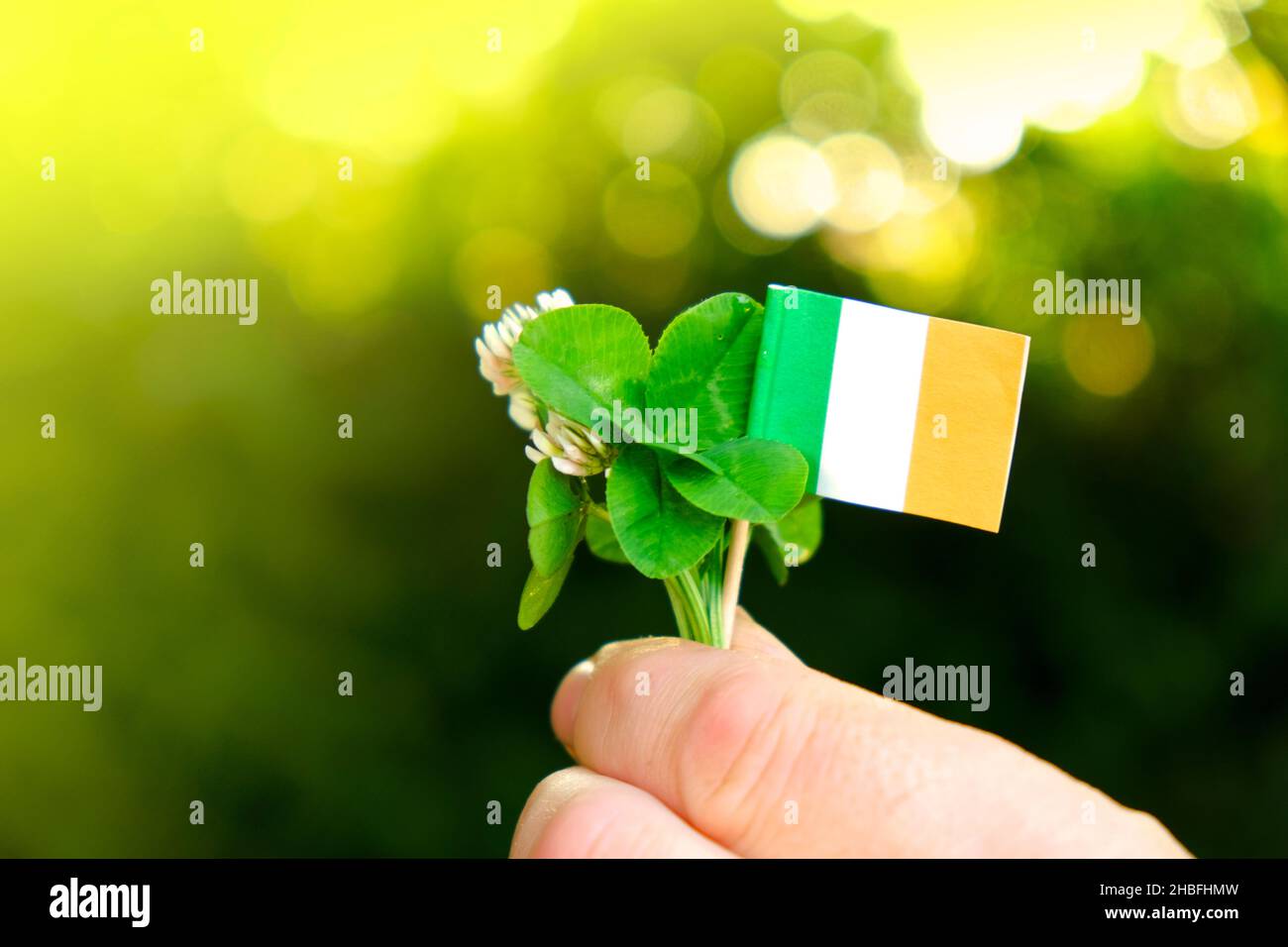 Real Irish Four Leaf Clover