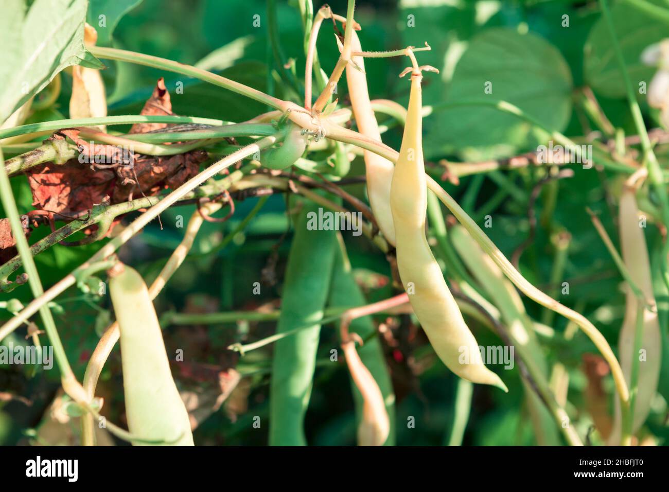 Bean pods growing in the vegetable garden Stock Photo - Alamy