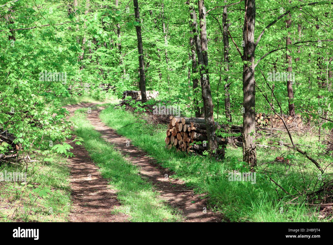 Spring forest scenery . Timber logs in the forest . Walking path in ...