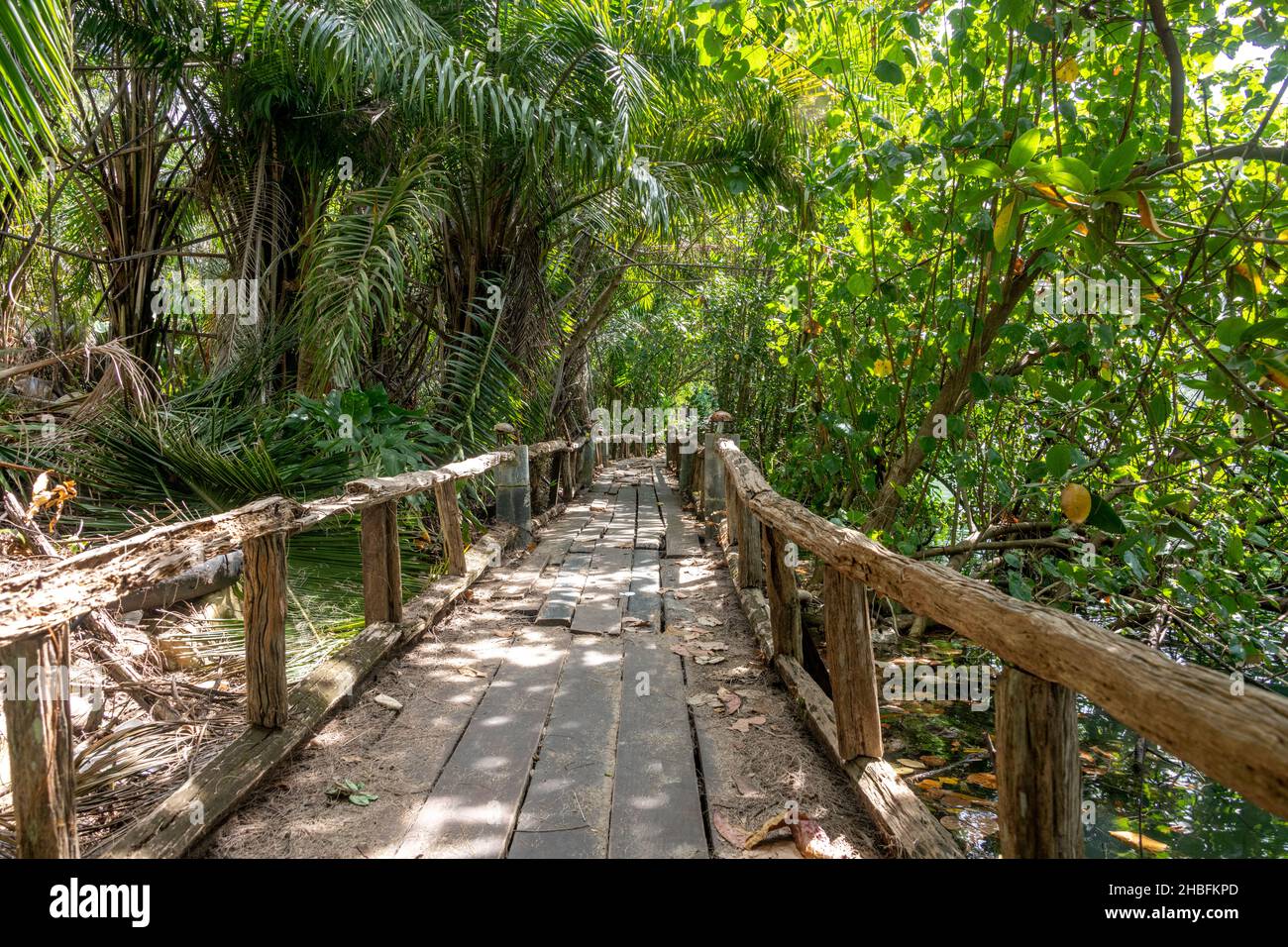 Wooden footpath through a jungle in Thailand Stock Photo - Alamy