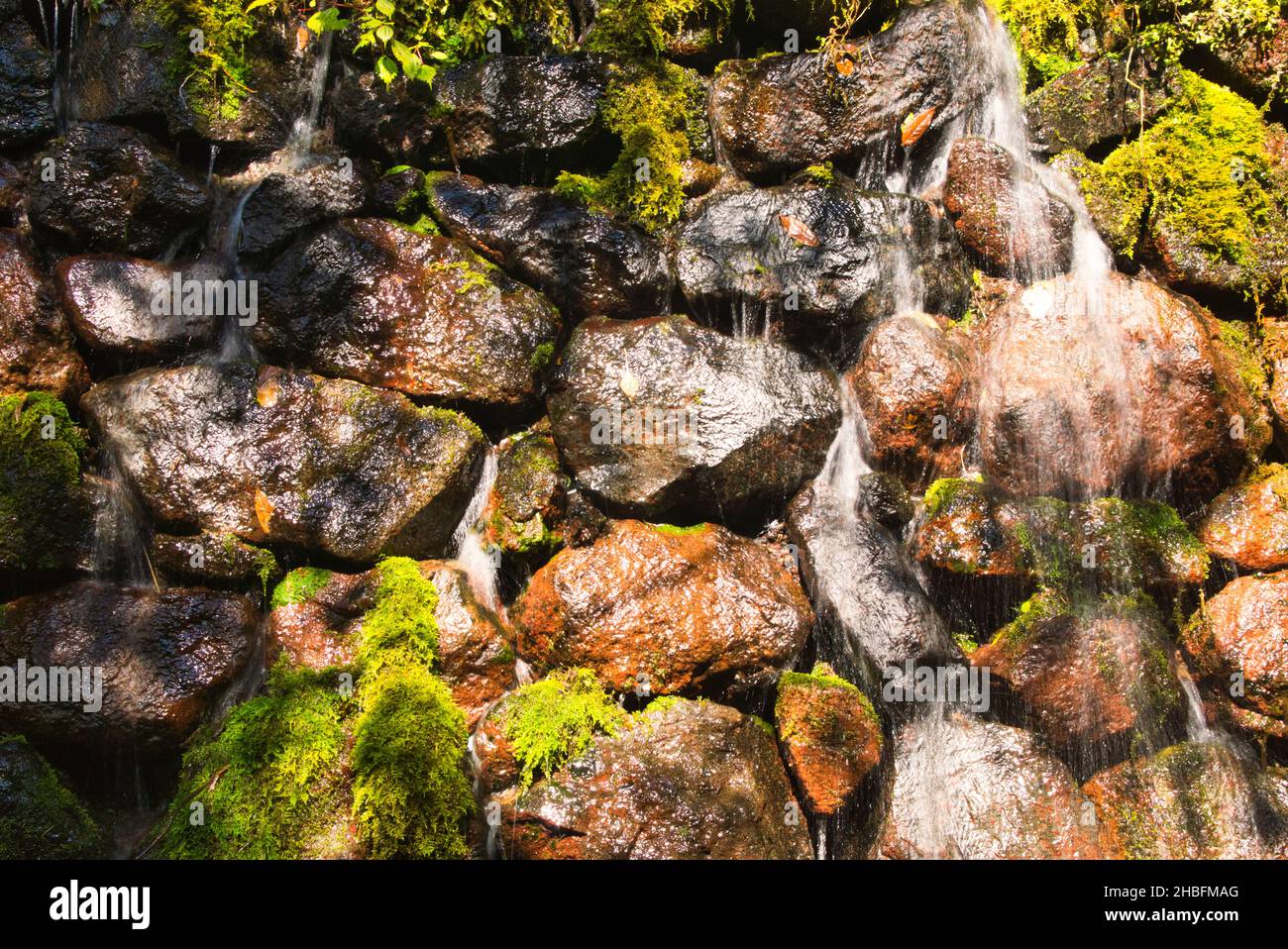 Forest in Aso, Minamioguni Town, Kumamoto Prefecture, Japan Stock Photo ...