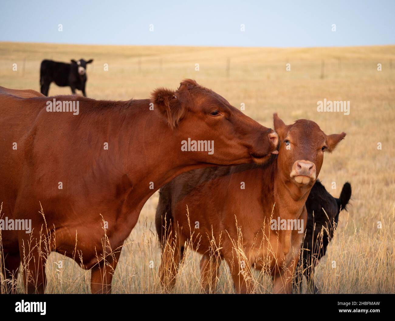 Red Angus cow and her calf with Black Angus cows in field with dried ...