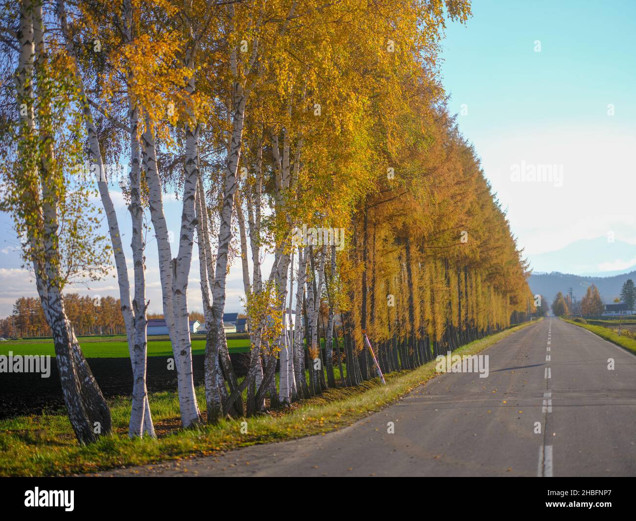Windbreaks in Autumn Stock Photo - Alamy