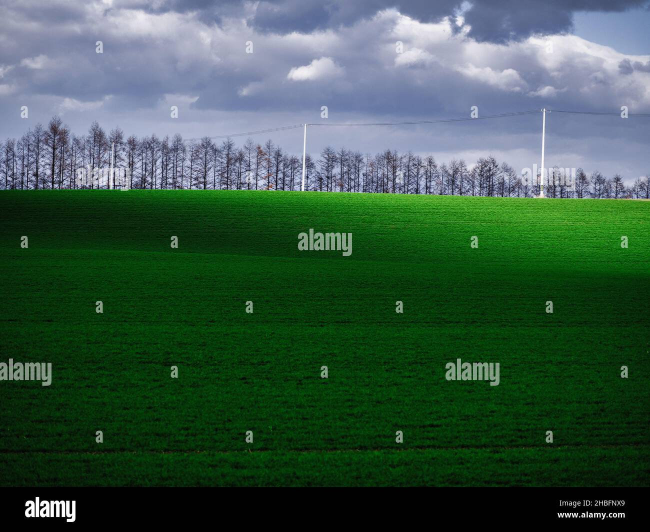 Winter Wheat Field Stock Photo - Alamy