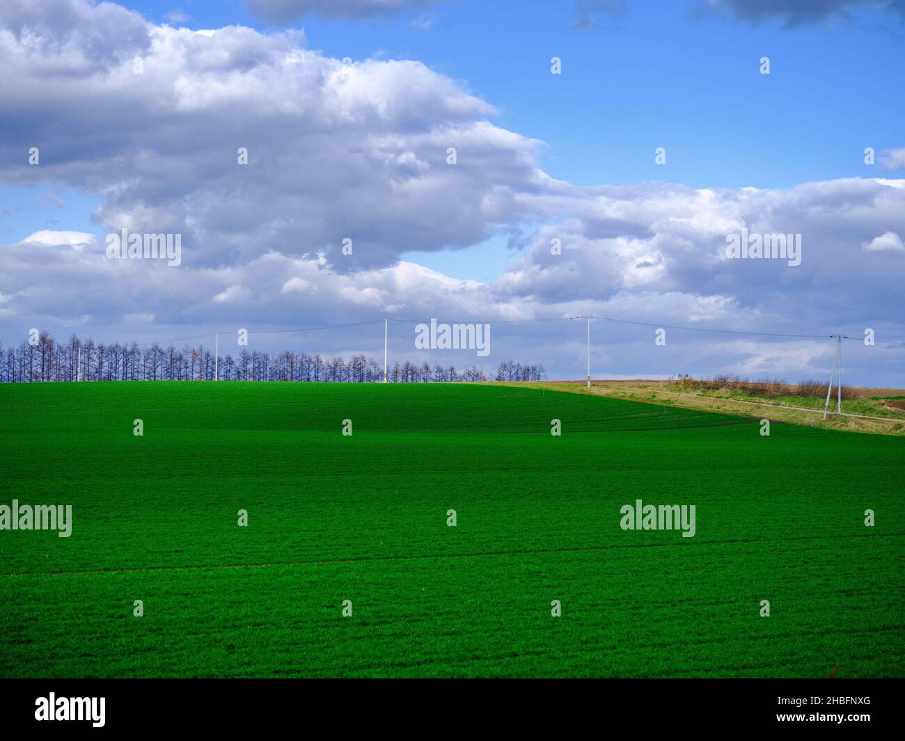 Winter Wheat Field Stock Photo - Alamy