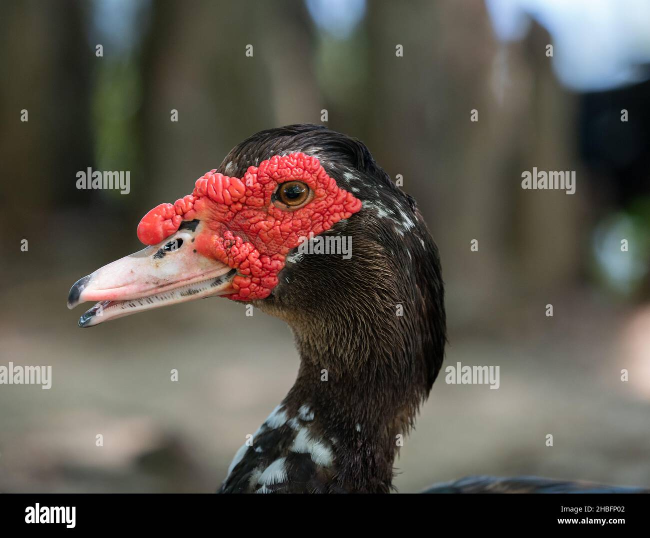 Close up of the head and neck of a Muscovy or Creole Duck with red ...