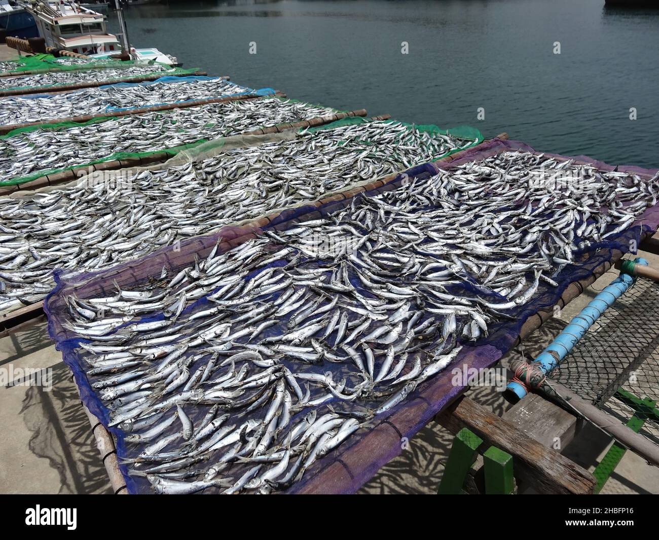 Sunny view of many little fish being dried at the Harbor of Penghu ...
