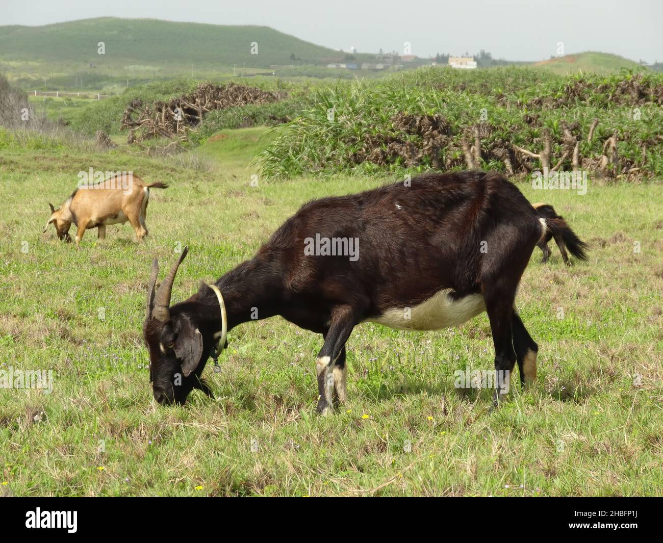 Goat standing on a glass field at Penghu, Taiwan Stock Photo - Alamy