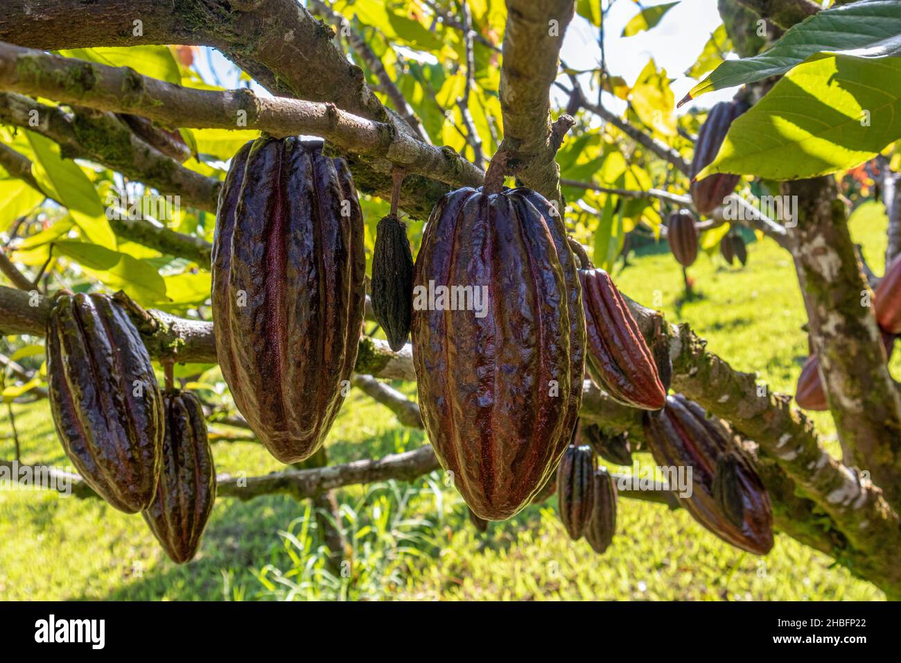 Red cacao pods on the tree between green leaves and branches Stock ...