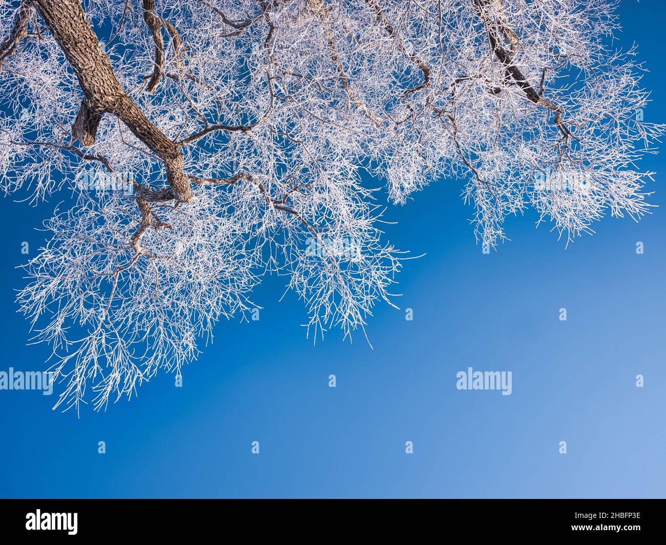 Rime Ice and Blue Sky Stock Photo - Alamy