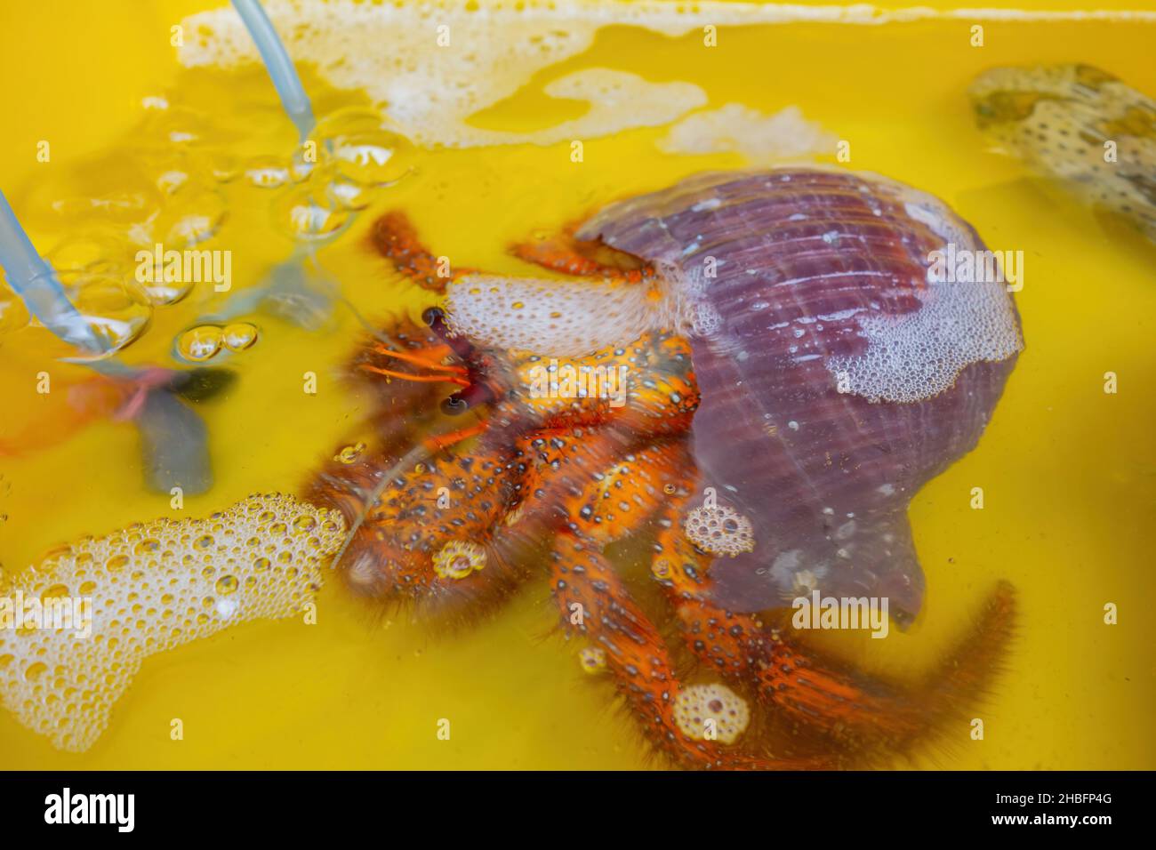 Crab taiwan hi-res stock photography and images - Alamy