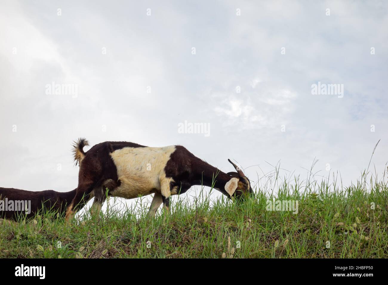 Goat standing on a glass field at Penghu, Taiwan Stock Photo - Alamy