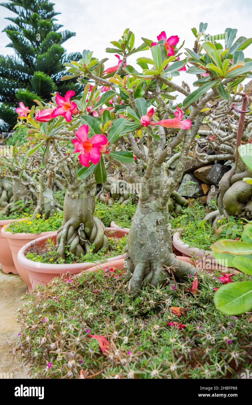 Close up shot of desert rose blossom at Penghu, Taiwan Stock Photo - Alamy