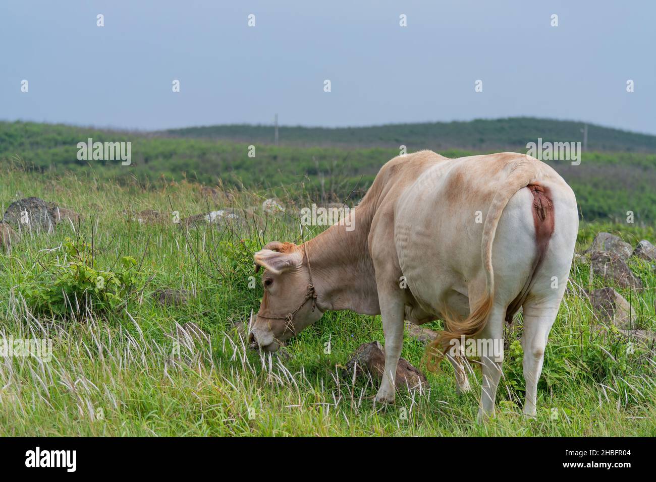 Cow standing on a glass field at Penghu, Taiwan Stock Photo - Alamy