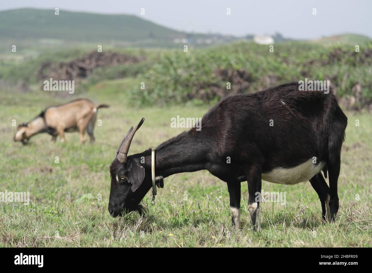 Goat standing on a glass field at Penghu, Taiwan Stock Photo - Alamy