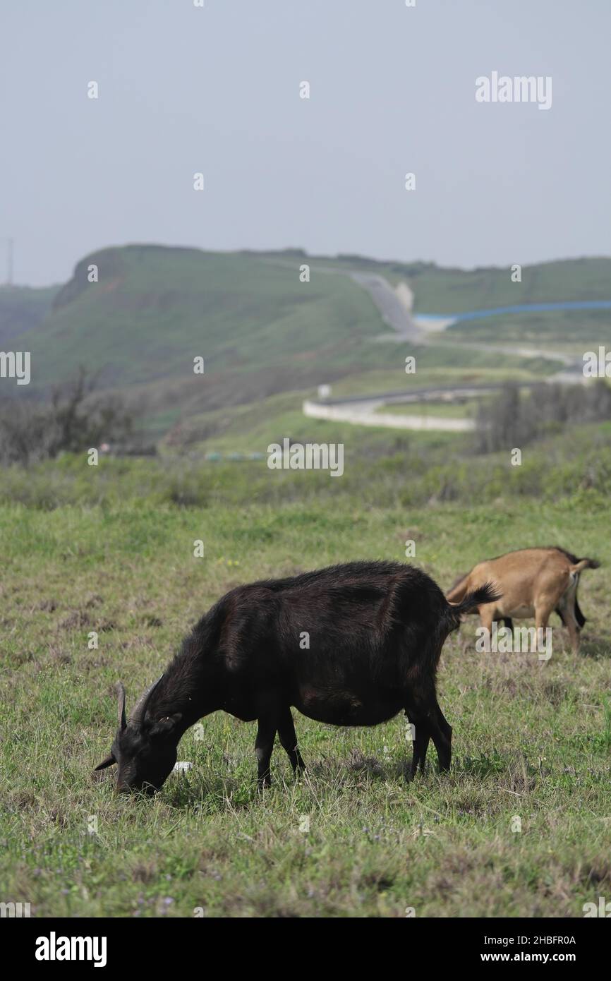 Goat standing up isolated on hi-res stock photography and images - Alamy