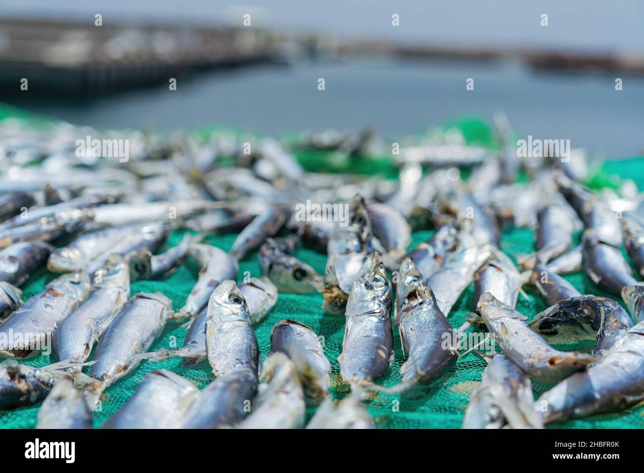 Chinese herring hi-res stock photography and images - Alamy