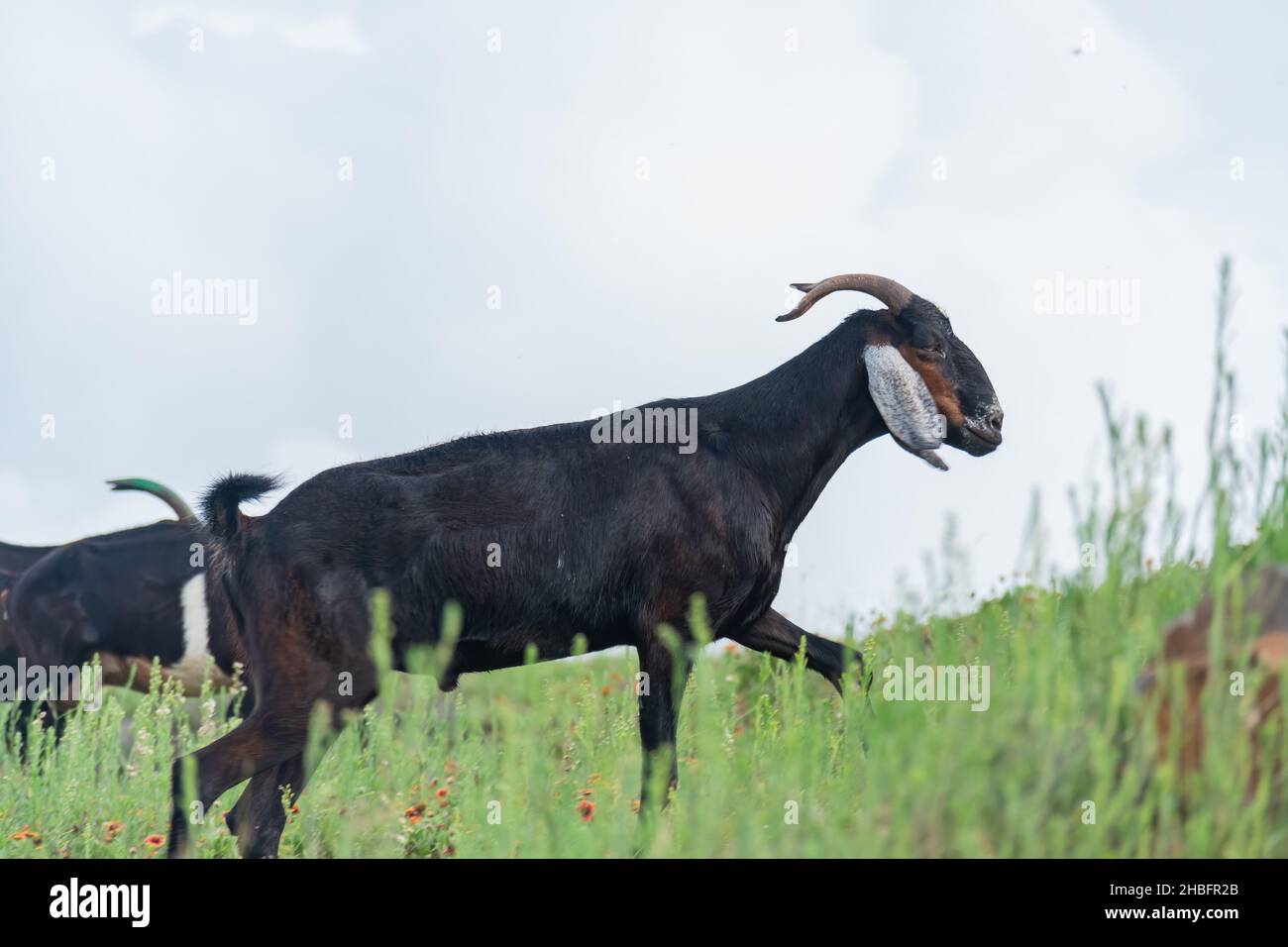Goat standing on a glass field at Penghu, Taiwan Stock Photo - Alamy