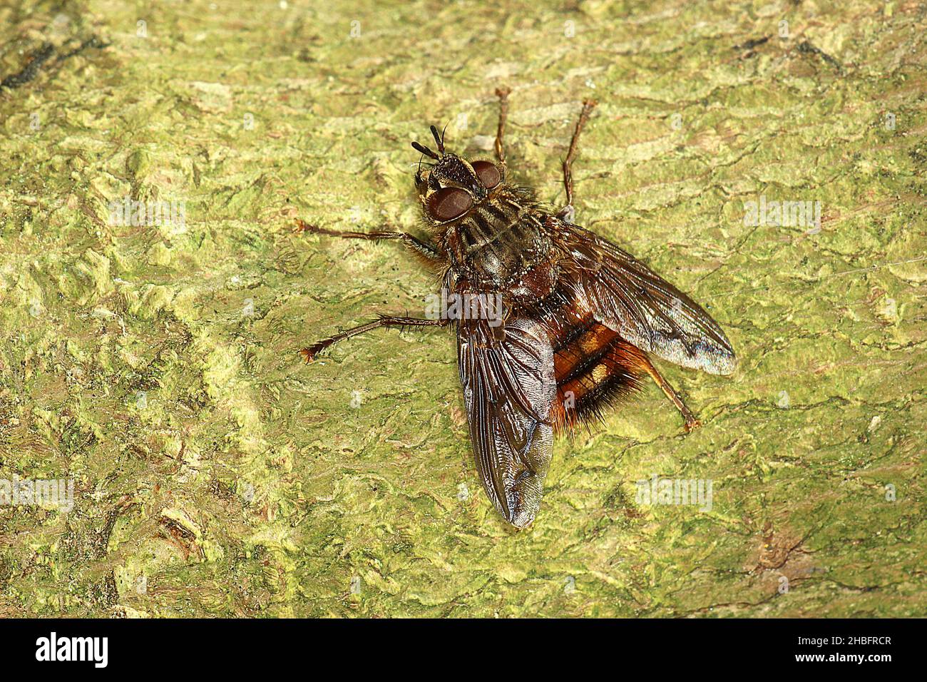 Bristle view hi-res stock photography and images - Alamy