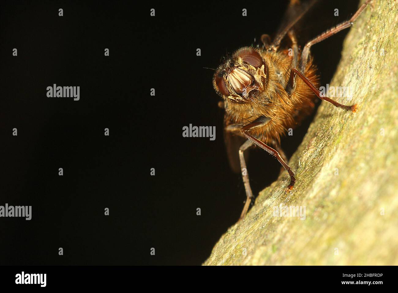 Bristle view hi-res stock photography and images - Alamy