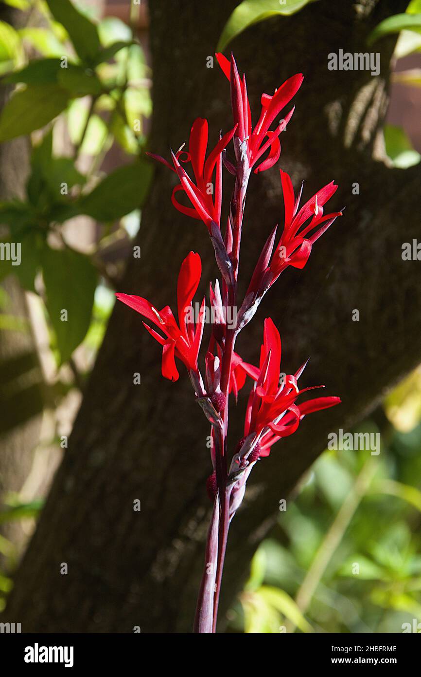 Indian shotafrican arrowroot hi-res stock photography and images - Alamy