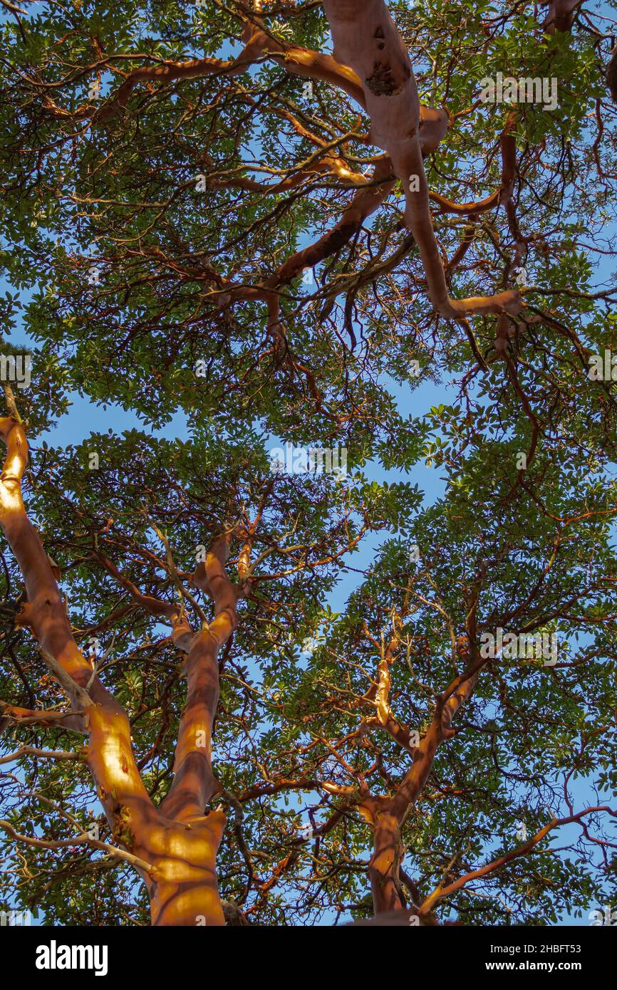 Strawberry tree Arbutus or Pacific madrona, madrone - evergreen tree ...