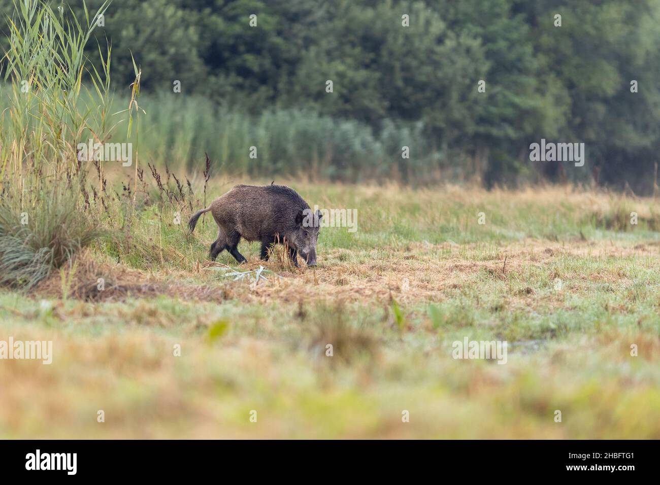 Wild boar ( Sus scrofa ) walking in nature still life. The natural ...
