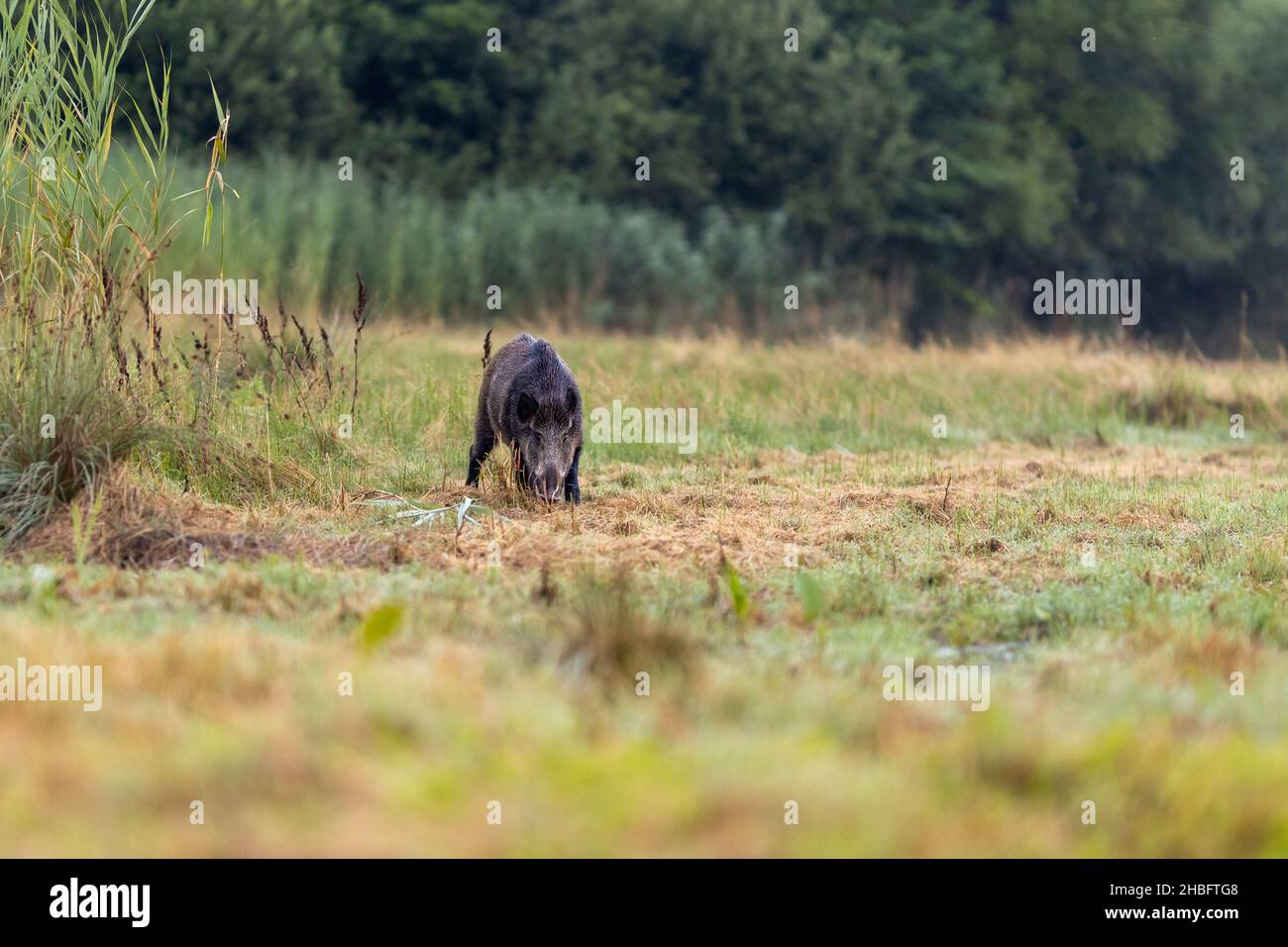 Wild boar ( Sus scrofa ) walking in nature still life. The natural ...