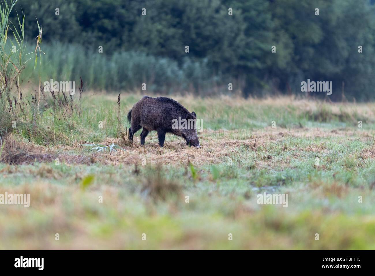 Wild boar ( Sus scrofa ) walking in nature still life. The natural ...