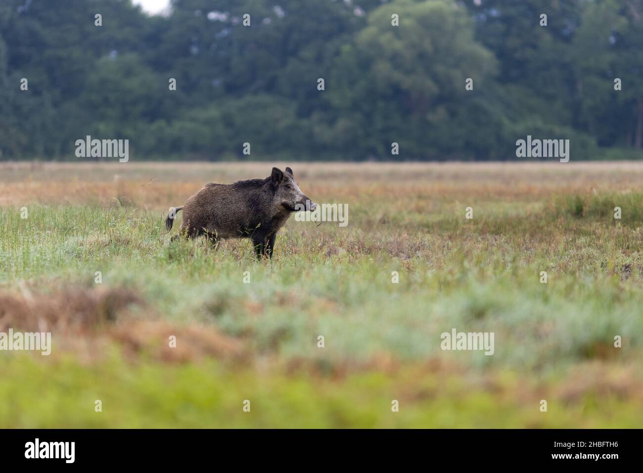 Wild boar ( Sus scrofa ) walking in nature still life. The natural ...