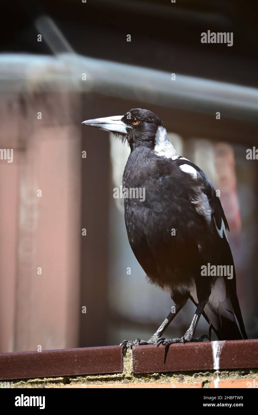 Australian magpie perched atop a brick wall in front of a house, with ...