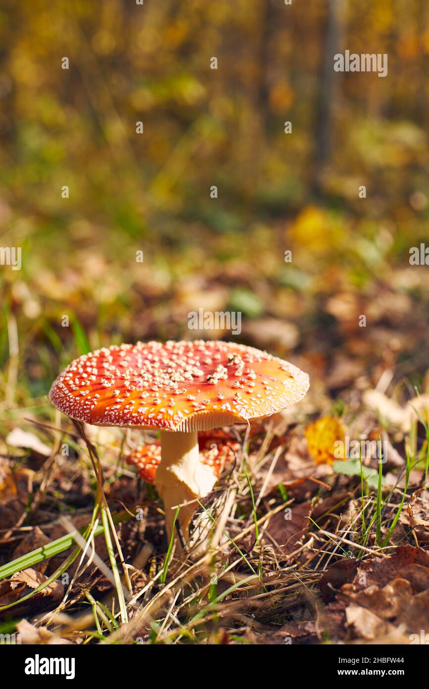 Red and white spotted top mushrooms hi-res stock photography and images ...