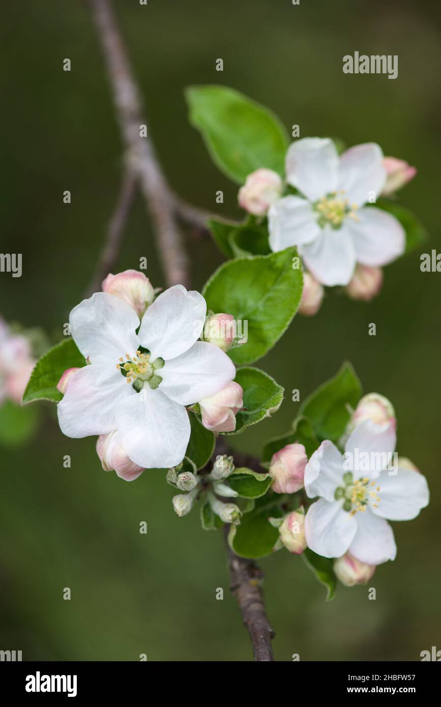 Spring blossom: branch of a blossoming apple tree on garden background ...