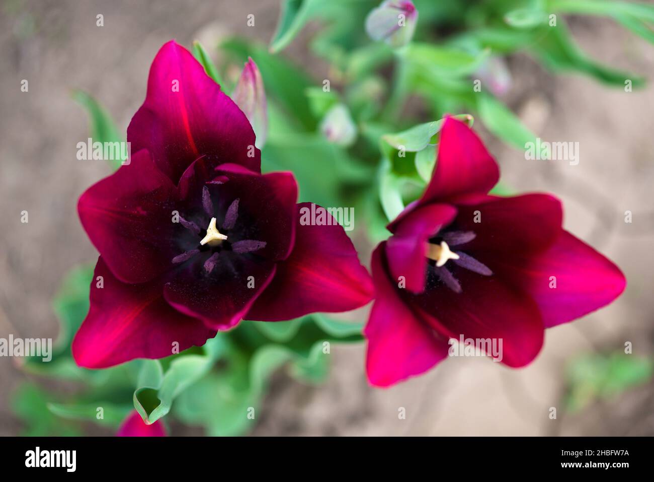 Tulip Merlot - Blooming purple tulips in a rural garden on blurred ...