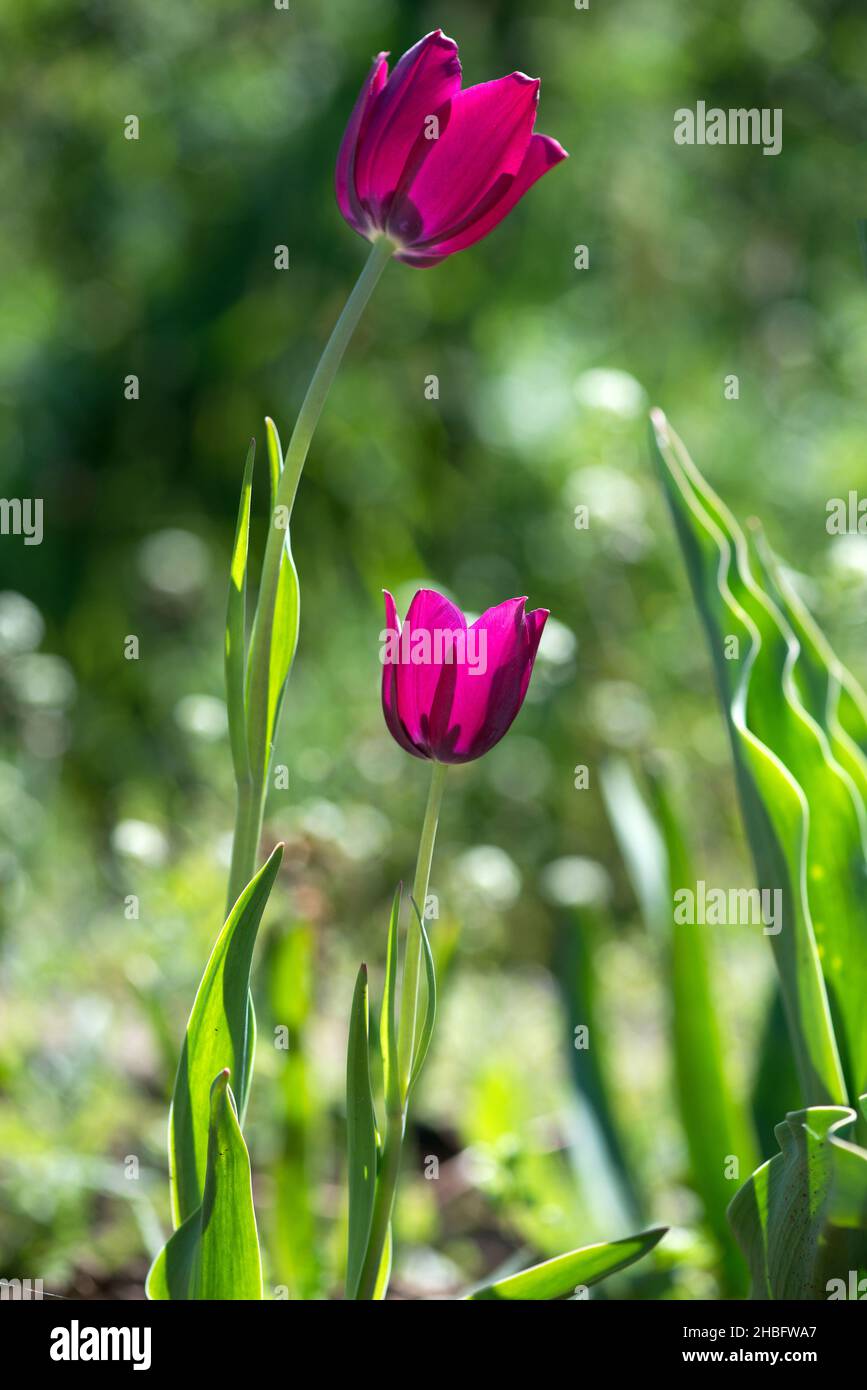 Tulip Merlot - Blooming purple tulips in a rural garden on blurred ...
