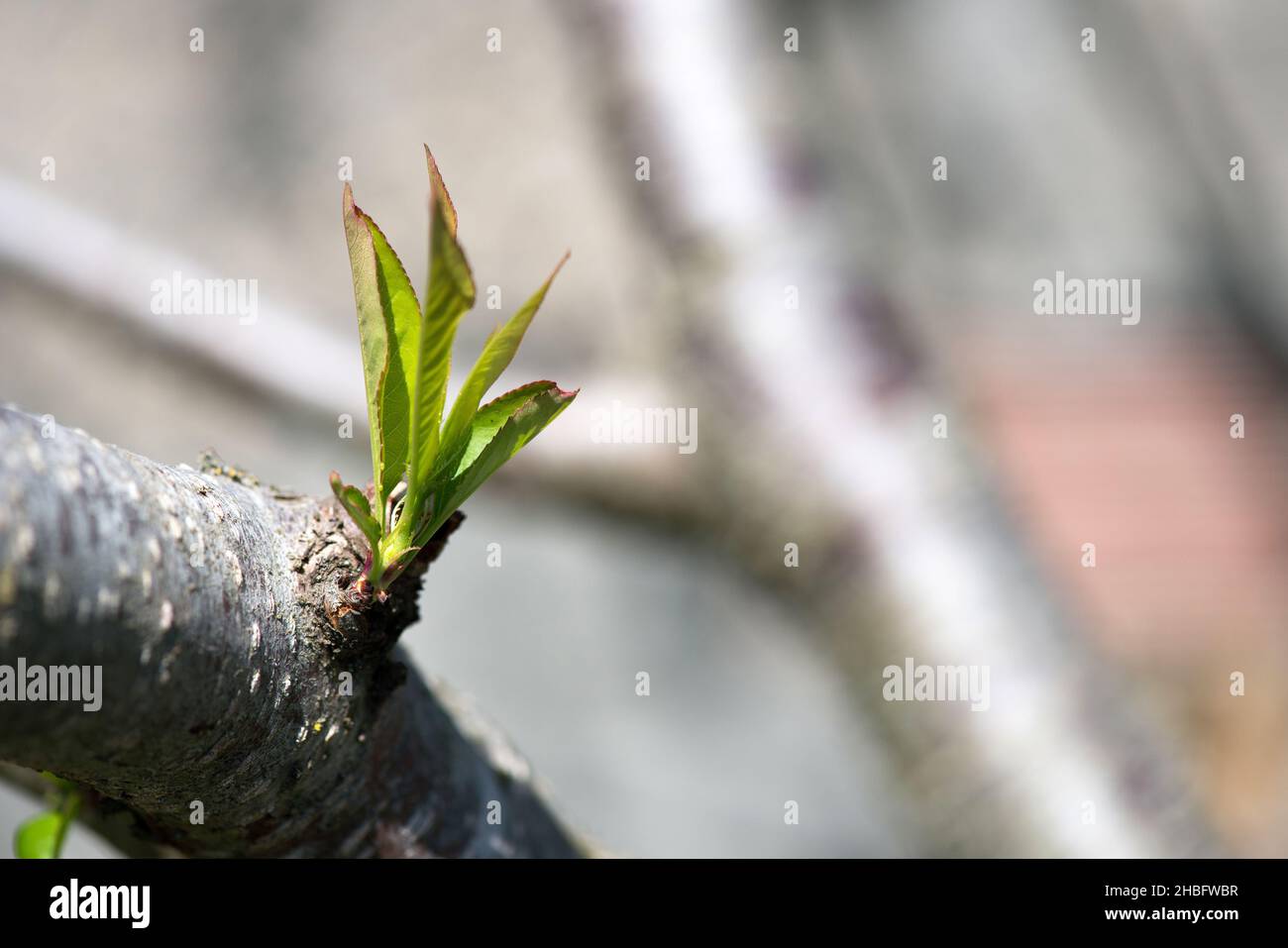 Young sprout of tree coming of the tree trunk and stem whit cute leaves ...
