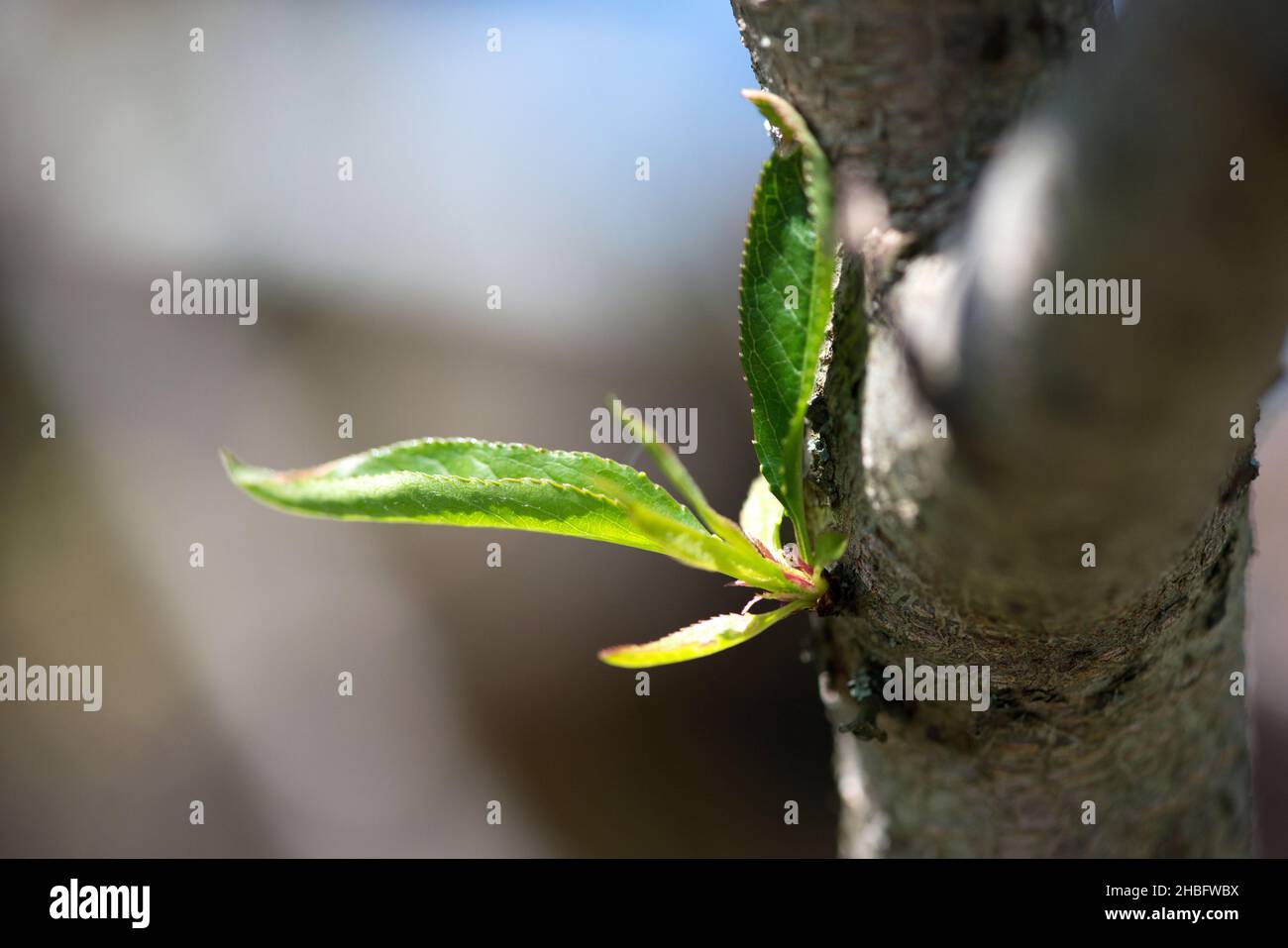 Young sprout of tree coming of the tree trunk and stem whit cute leaves ...