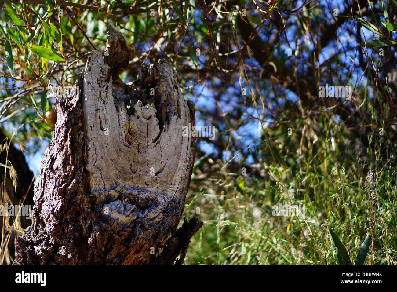 Chop off hi-res stock photography and images - Alamy