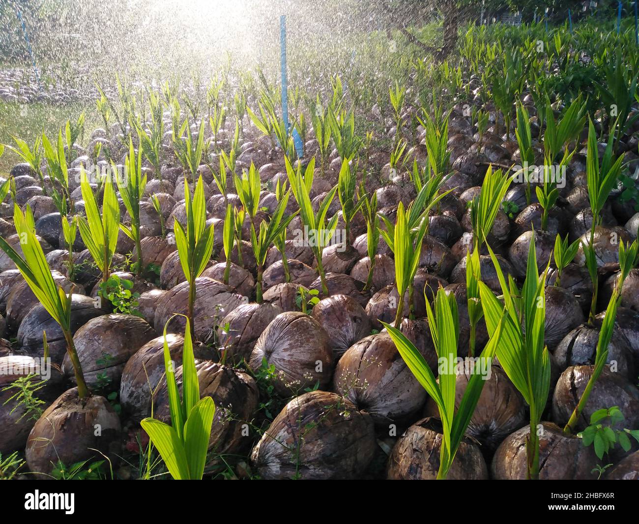 Coconut saplings hi-res stock photography and images - Alamy