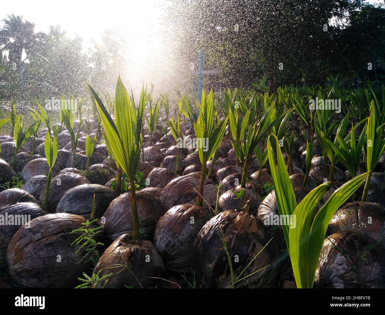 Coconut saplings hi-res stock photography and images - Alamy