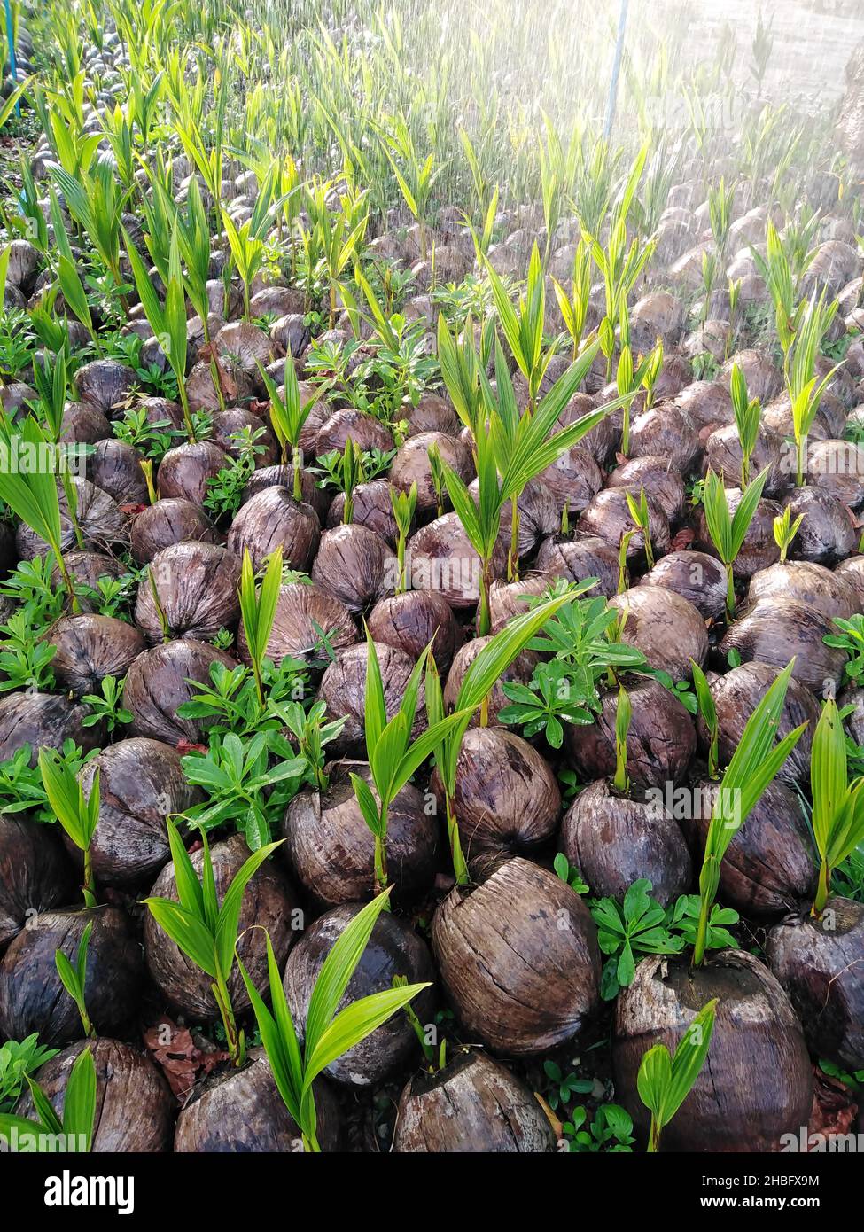 Coconut saplings hi-res stock photography and images - Alamy